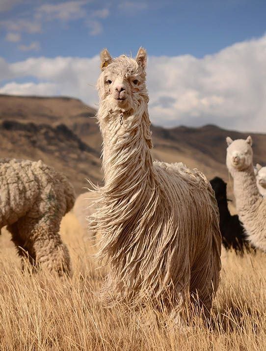 How to buy alpaca products in Cusco? | Just Cruising Around